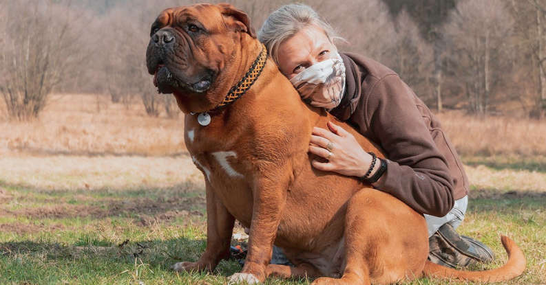 Things You Should Know Before Adopting A Mastiff Things You Should Know Before Adopting A Mastiff