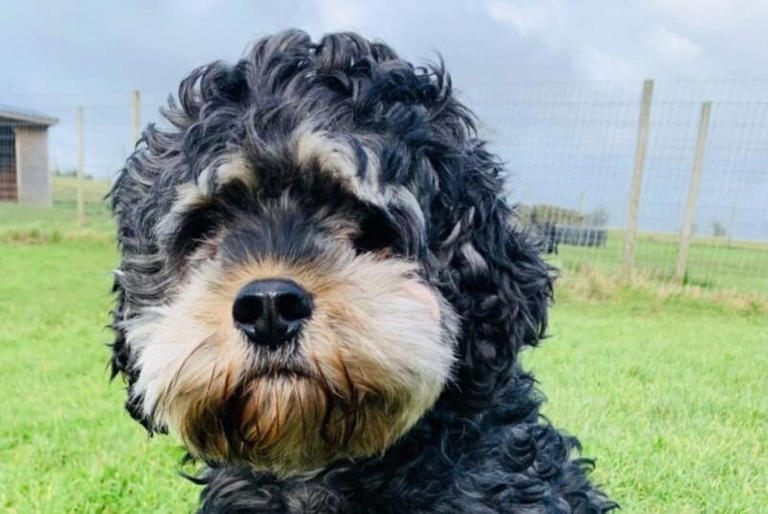 Homes For Pups: Can you give a home to one of these eight loving pups ...