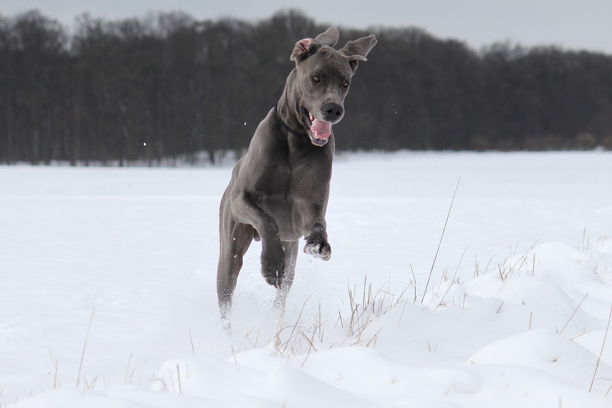 Video of Great Dane and Mini Horse Having a Field Day in Snow Is as ...