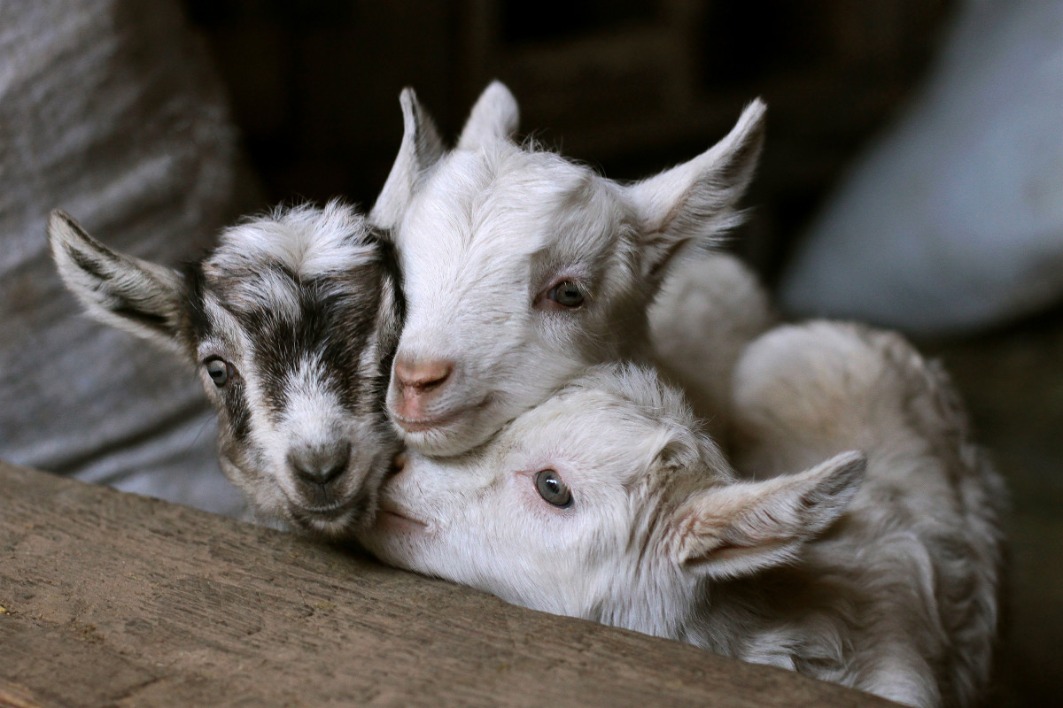 Baby Goat Who Looks Exactly Like His Proud Mom Has People Obsessed