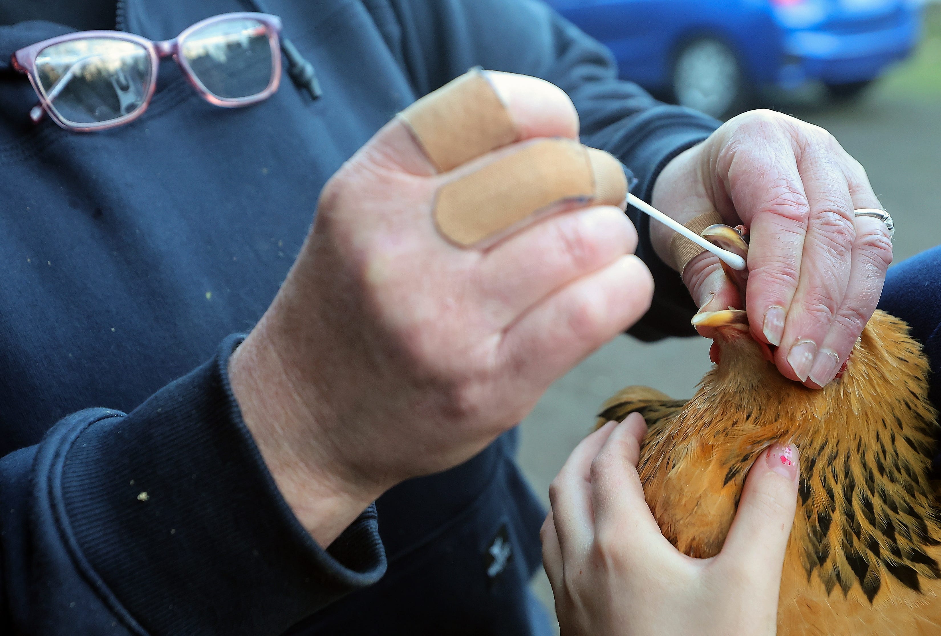 Trump administration cancels contract with Moderna to develop a bird ...