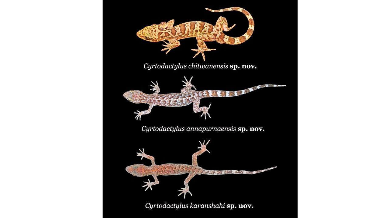 Three new gecko species discovered in Nepal