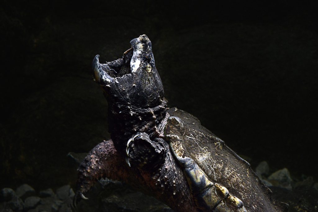 The 11 Prehistoric Survivors — Ancient Animal Species Still Found in ...