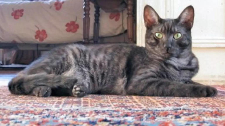 10 unique cat fur patterns that will amaze you