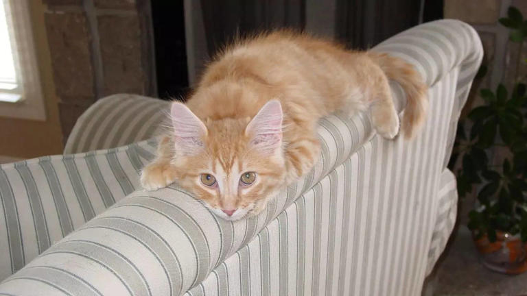 10 unique cat fur patterns that will amaze you