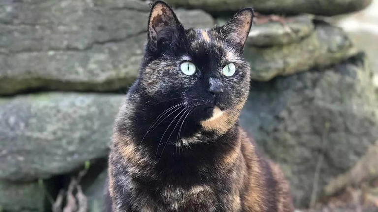 10 unique cat fur patterns that will amaze you