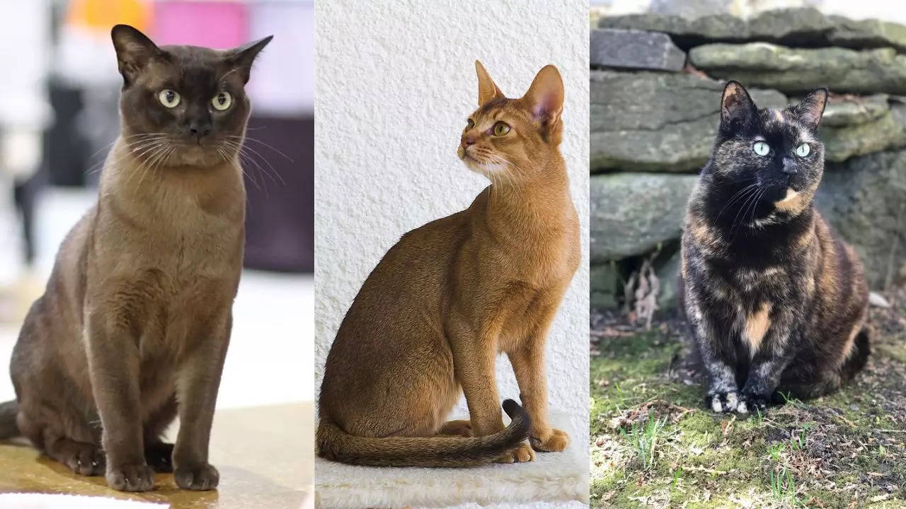 10 unique cat fur patterns that will amaze you