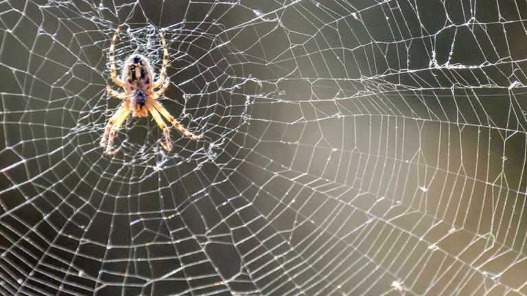 Scoperte sorprendenti sulla seta di ragno: un nuovo capitolo nella ...