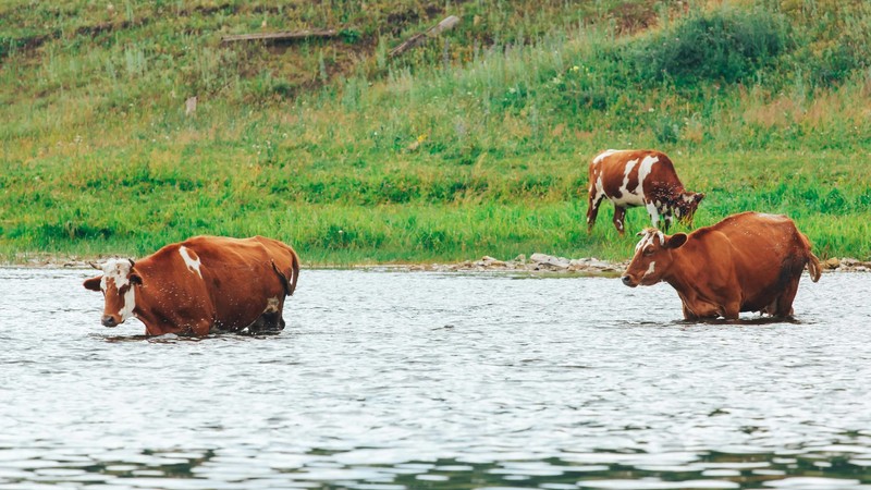 Fraud probe launched after suspected Foot-and-Mouth scare at Sparta ...