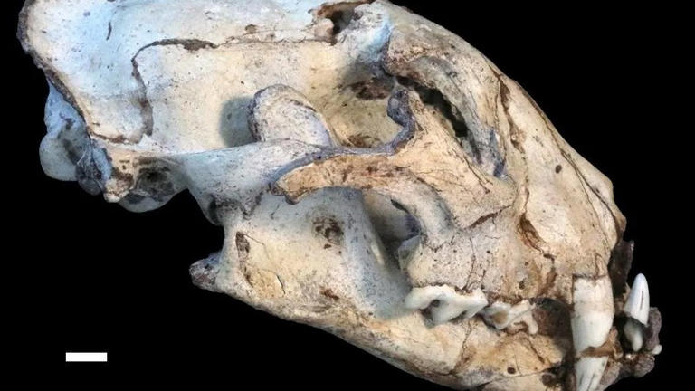 Unveiling secrets of the Swartkrans Cave | new fossils of a tiny human ...