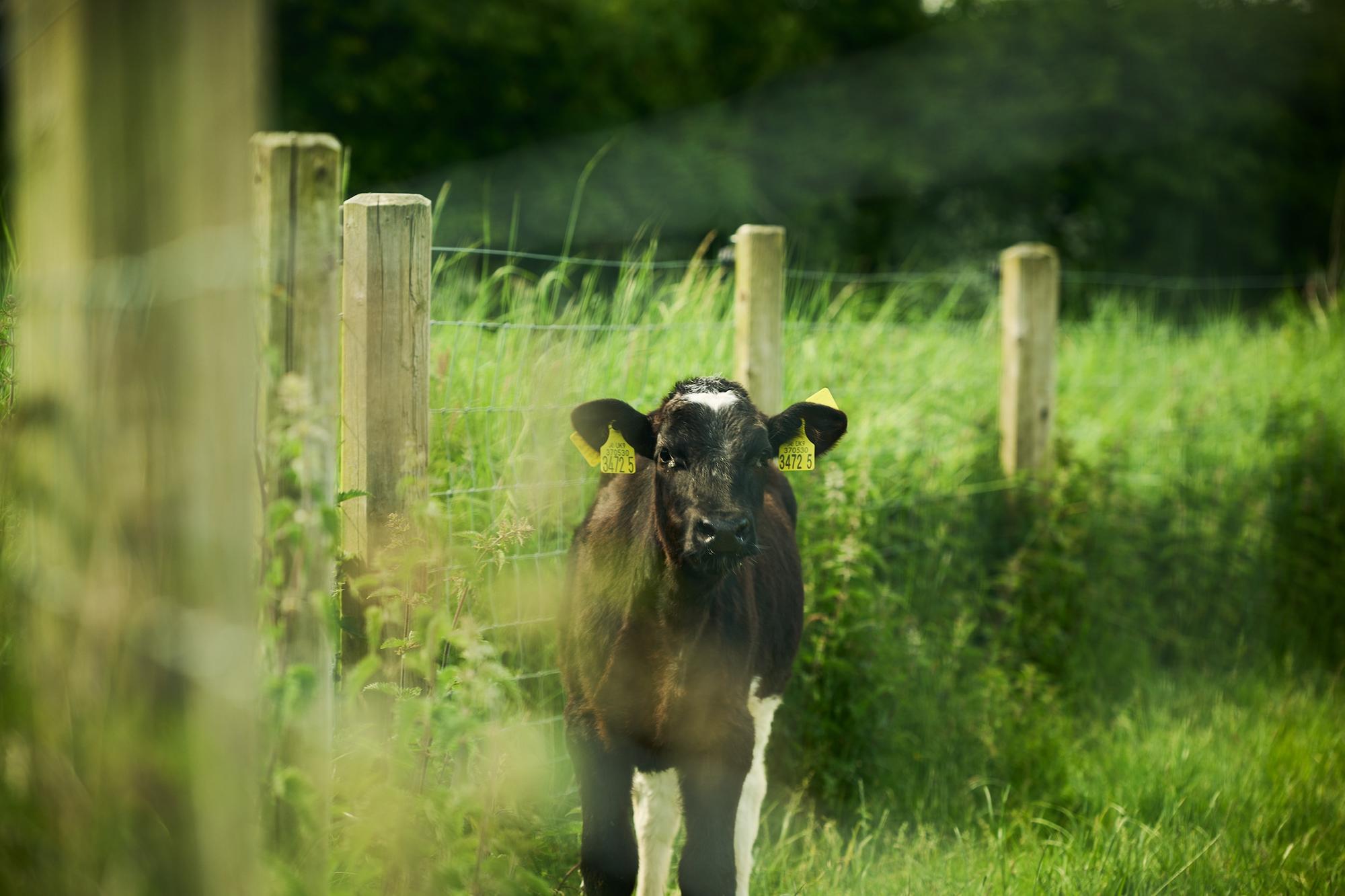 Octoposts are fencing for the future