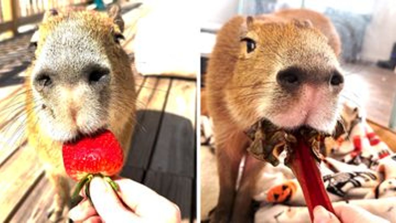 Ces capybaras font de l'ASMR en grignotant leur nourriture
