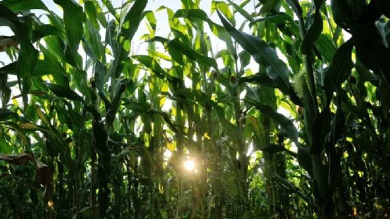 Record maize harvest brings back Asian buyers as South Africa eyes ...