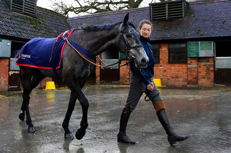 Cheltenham likely to be quieter again for Paul Nicholls, but past ...