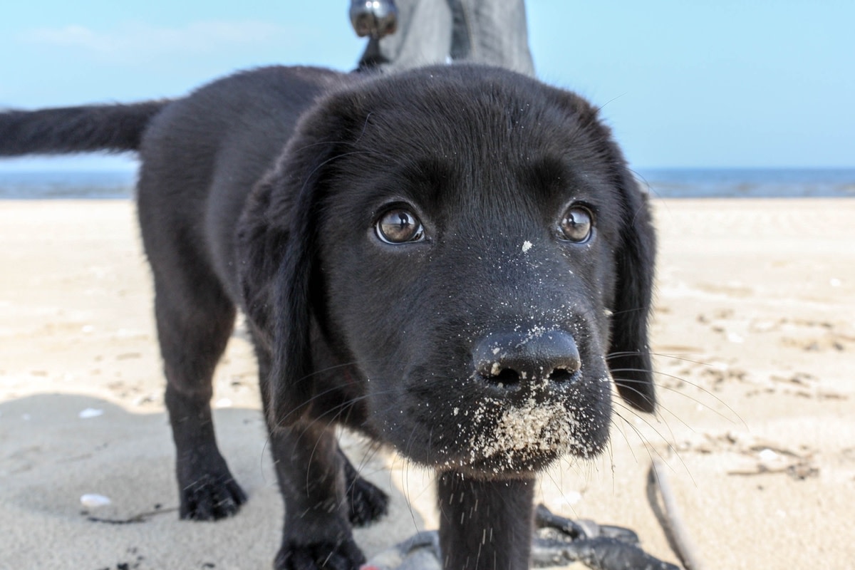 Foster Puppy's Magical First Day at Beach Ends in Cutest Sand Goatee ...
