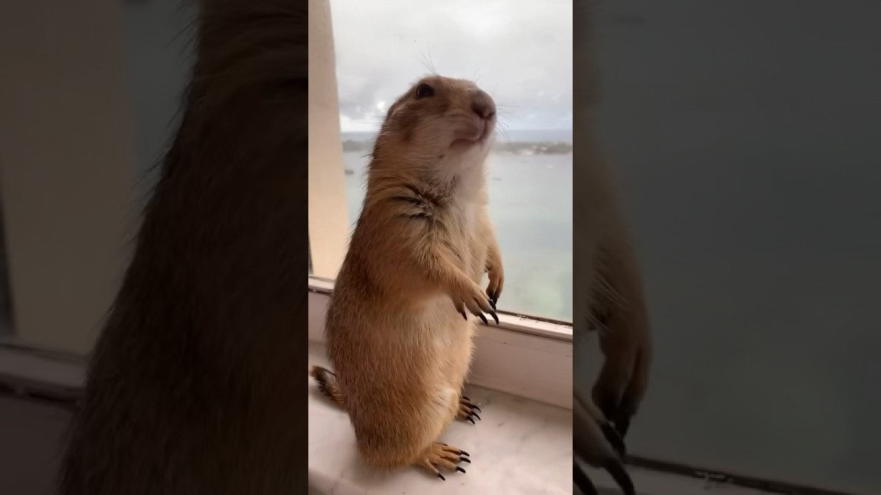 Is this prairie dog on the naughty or nice list this year?