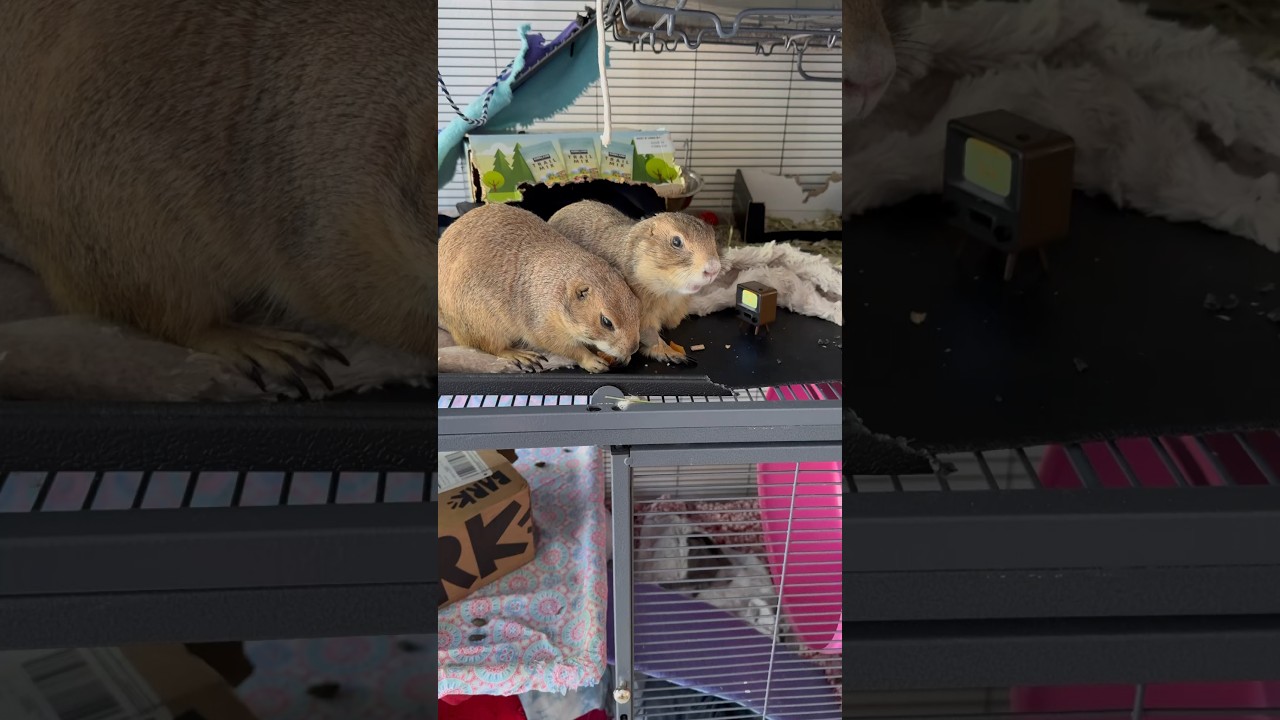 These prairie dogs get their own tiny TV setup