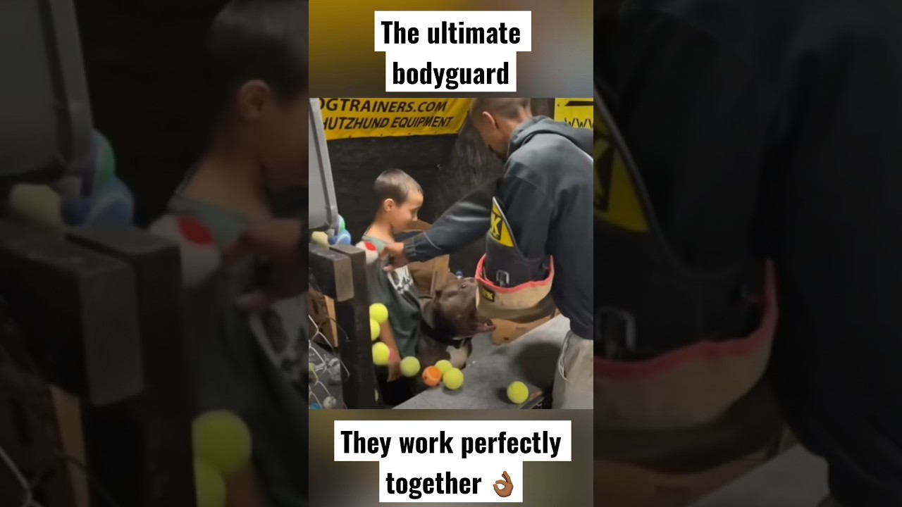 Young boy trains pit bull to serve as his personal bodyguard