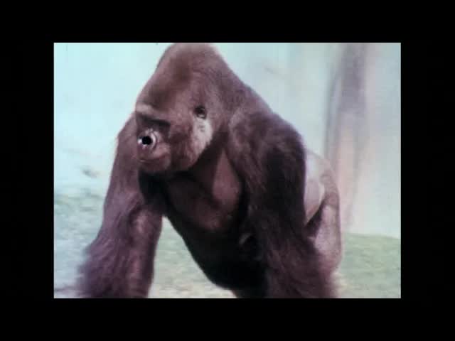 Great Apes: Family Life in Africa and Southeast Asia