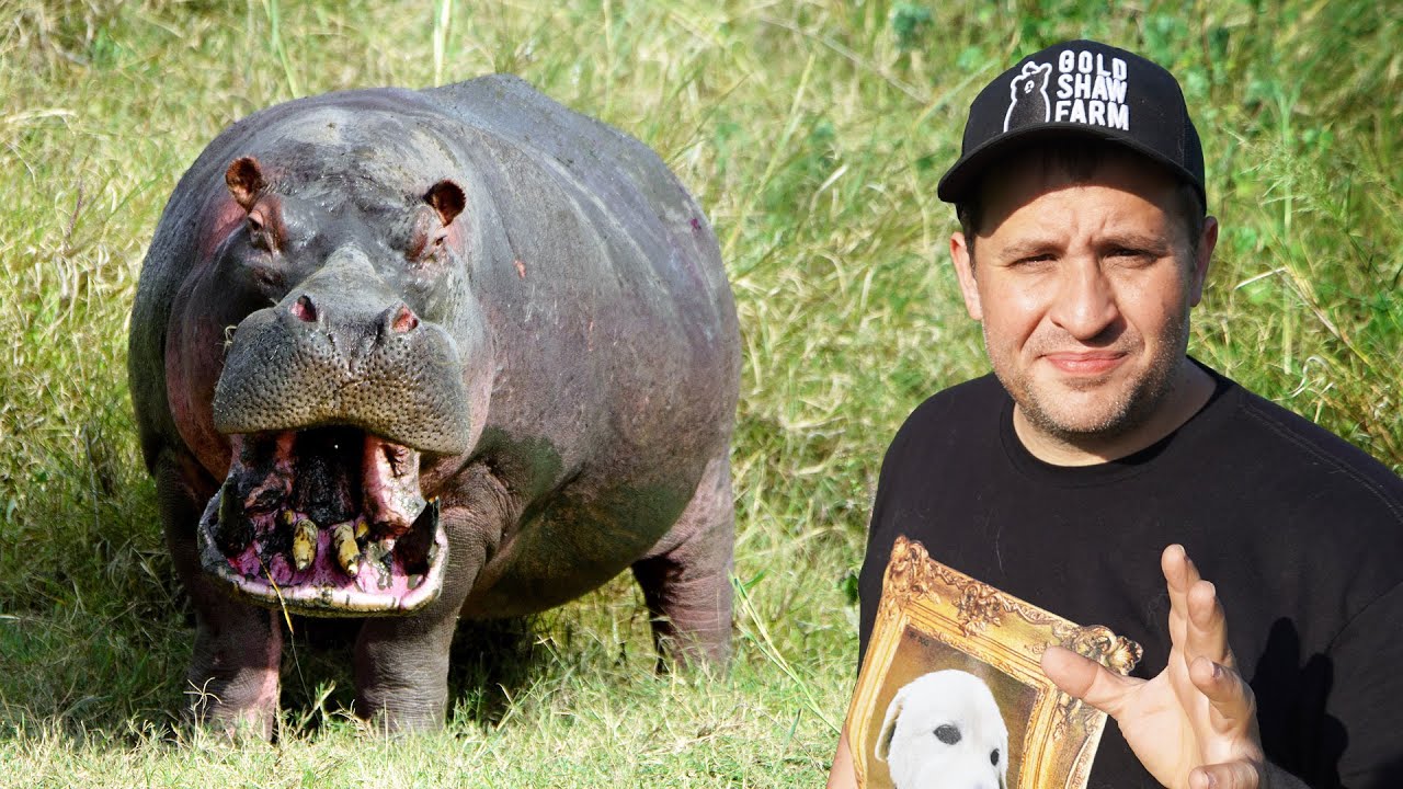 Exploring the impact of invasive species and the legacy of cocaine hippos