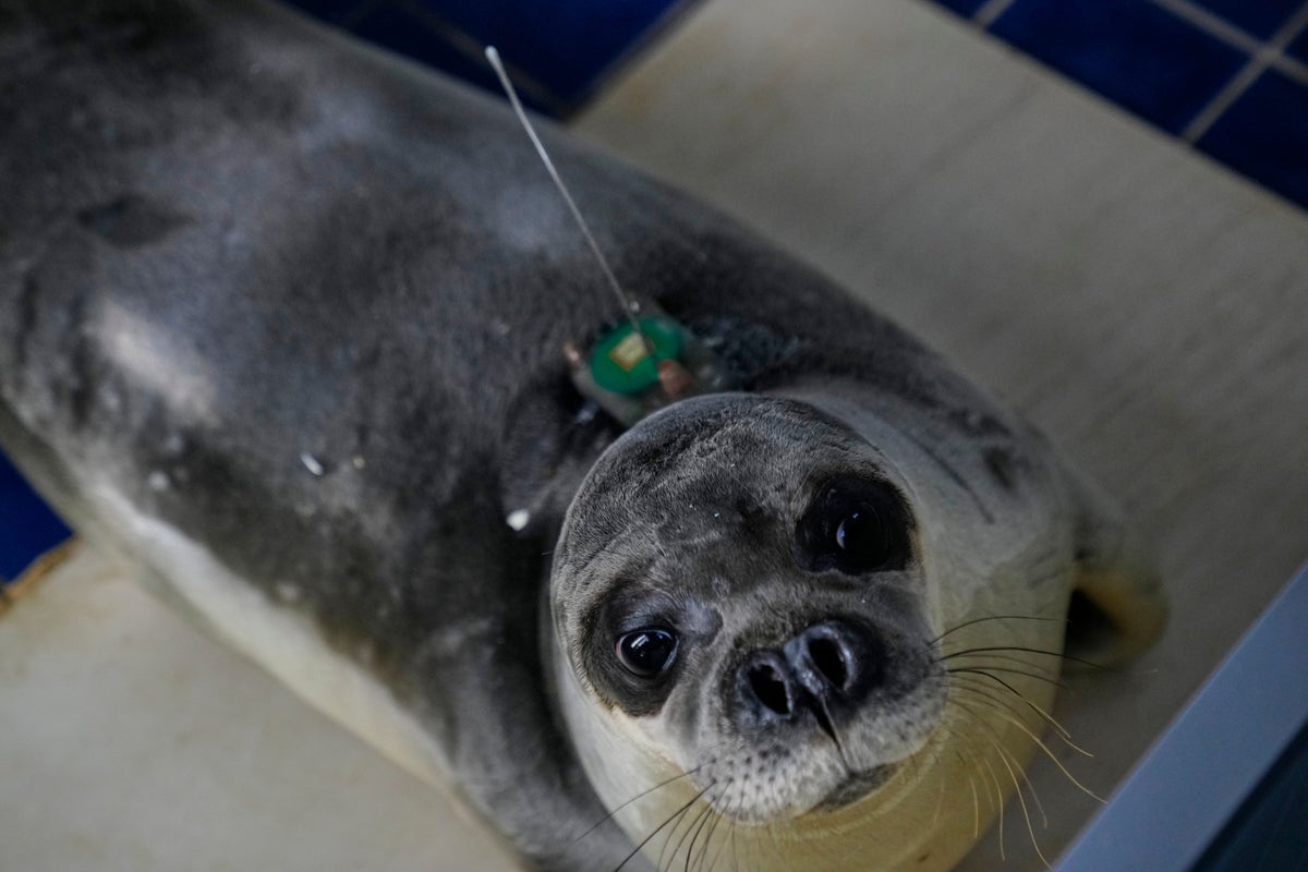 Rare Mediterranean monk seals making a comeback thanks to conservation ...