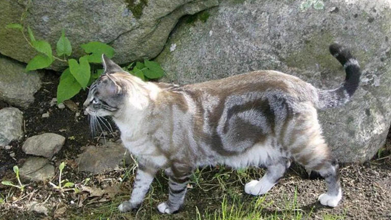 10 unique cat fur patterns that will amaze you
