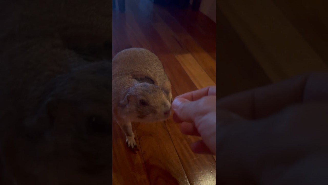 Paxton the prairie dog update shows progress and playful rubs