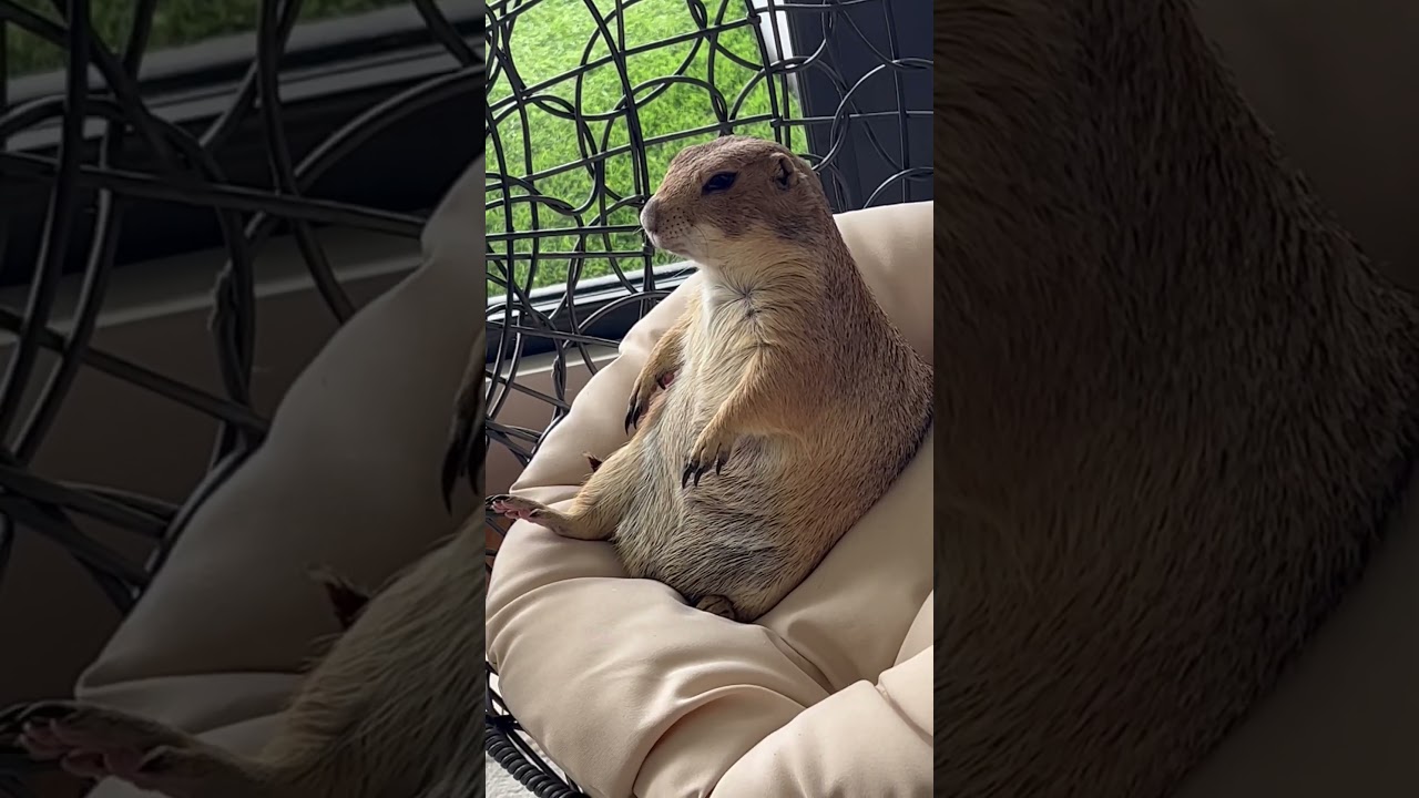 Poppy the Prairie Dog Swaying in the Ocean Breeze