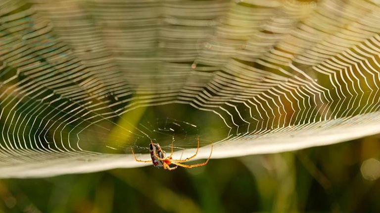 Scoperte sorprendenti sulla seta di ragno: un nuovo capitolo nella ...