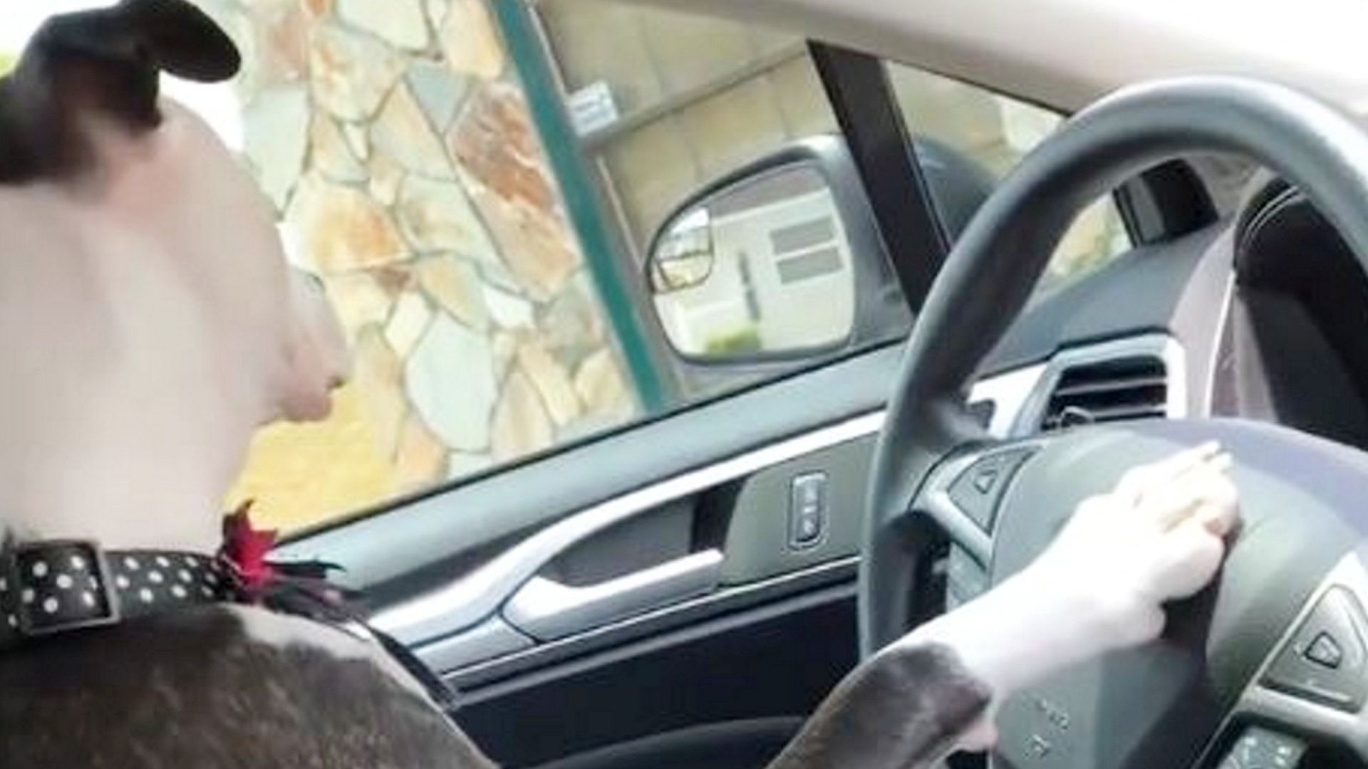 Urkomischer Moment, in dem ein ungeduldiger Hund sein Herrchen mit der ...