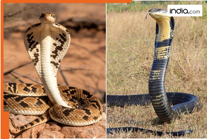 King Cobra VS Russell's Viper: Which is more dangerous? What's the ...