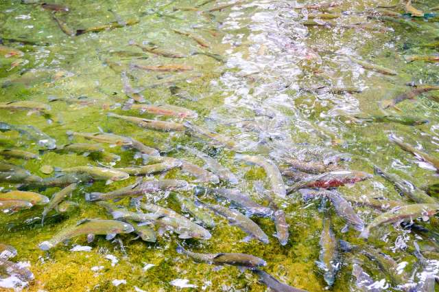 Scientists witness unexpected changes in rivers after knocking down ...