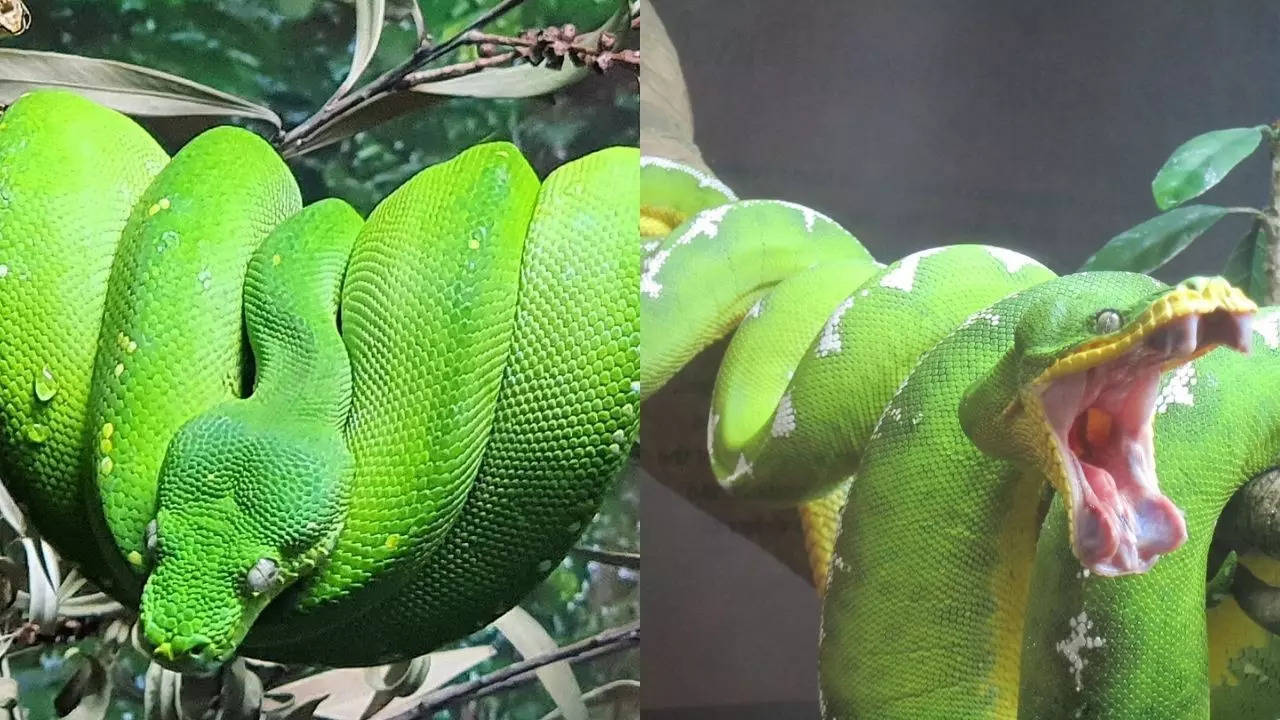 Green tree python vs Emerald tree boa: Know about their habitat, size ...