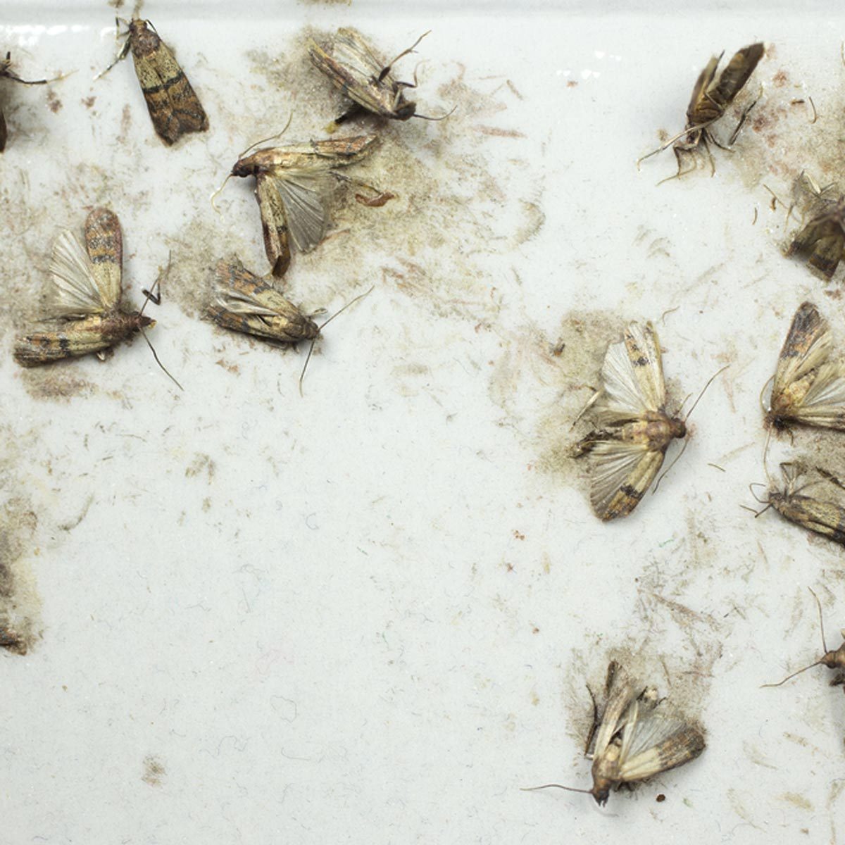 The 16 most disgusting house bugs and how to get rid of them