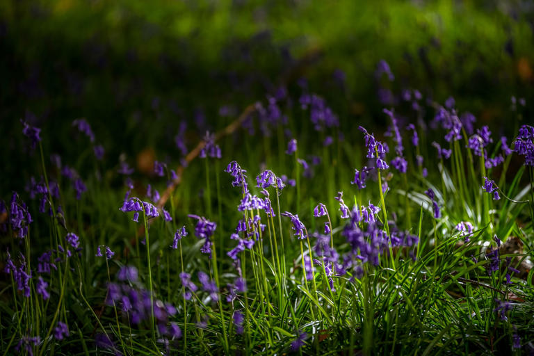 13 spectacular bluebell walks this spring in Lancashire