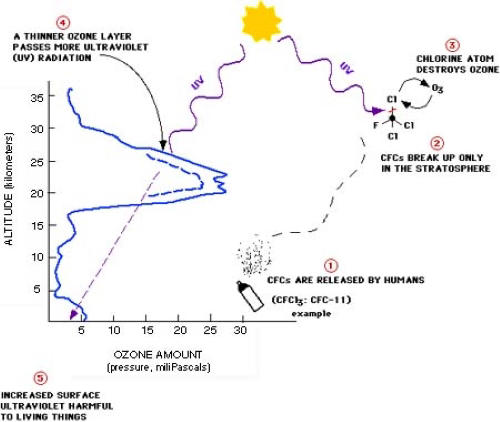 What is an Ozone Layer? Protection, Depletion, and Its Impact