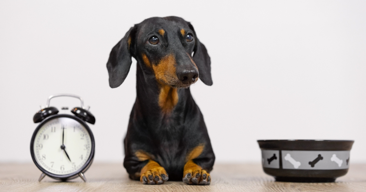 Do Dogs Understand Time? Here’s Everything You Need to Know About a Dog’s Sense of Time