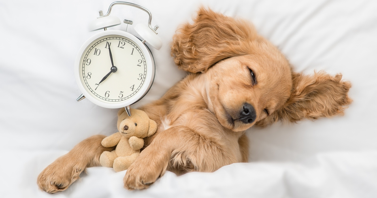 Psykologerne har talt: Personer, der sover med deres kæledyr i sengen ...