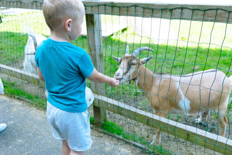 Gulliver’s Dinosaur & Farm Park reopens for new season