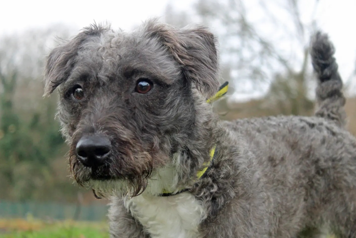 These 17 adorable dogs and puppies are up for adoption in Liverpool and ...