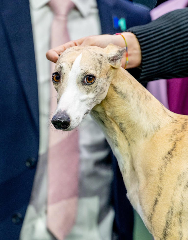 Whippet called Miuccia wins Best in Show at Crufts 2025