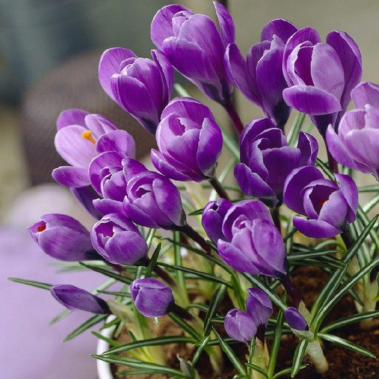 Do crocus bulbs multiply? Everything you need to know about how to get ...