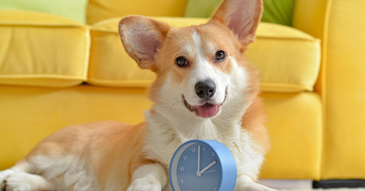 Do Dogs Understand Time? Here’s Everything You Need to Know About a Dog’s Sense of Time