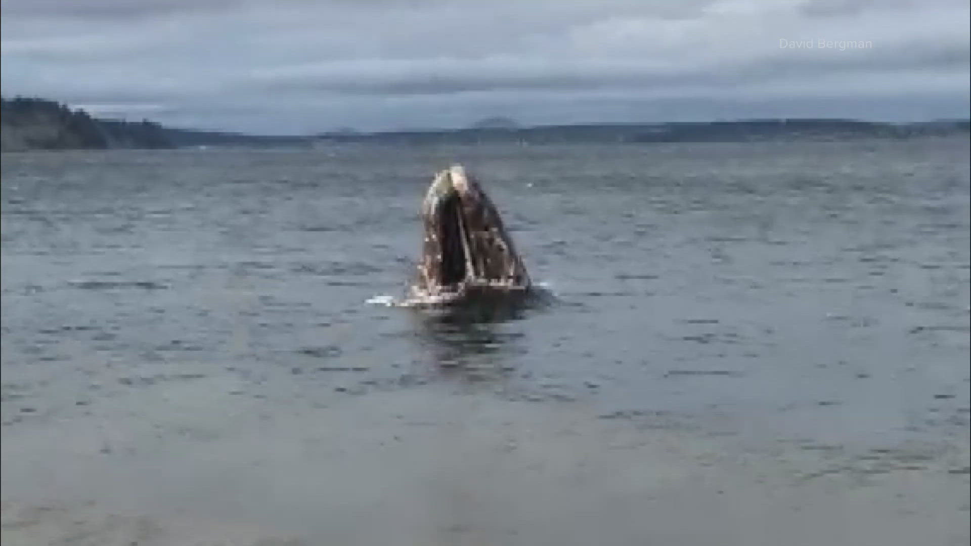 Family spots gray whale off of Whidbey Island