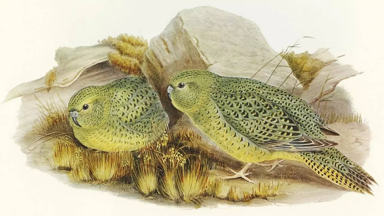 Rare night parrot once believed extinct reappears unexpectedly in Australia