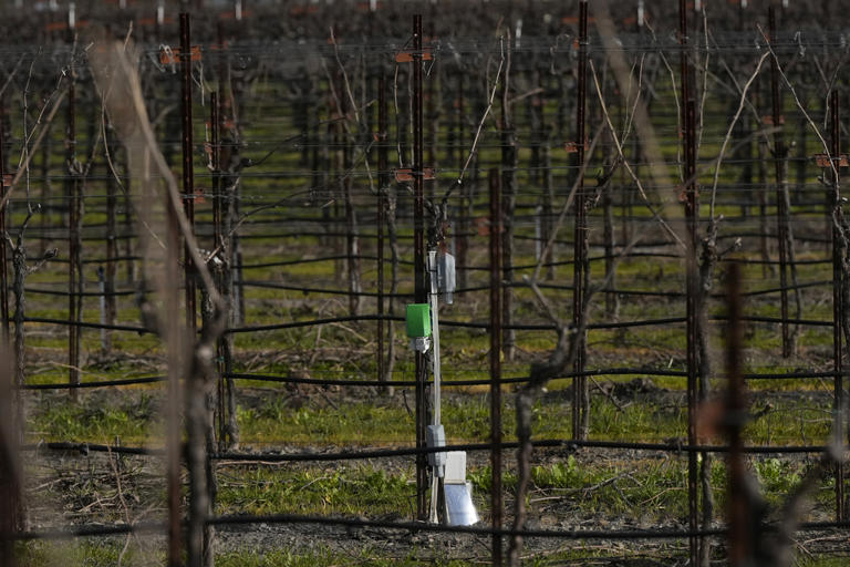 AI made its way to vineyards. Here's how the technology is helping make ...