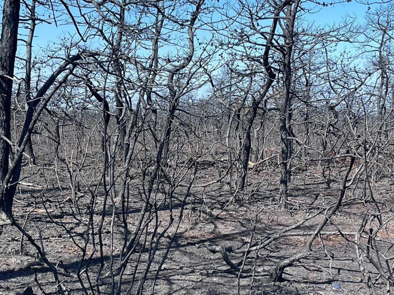 LI Brush Fires More Than 60% Contained, Crews Working On Hot Spots