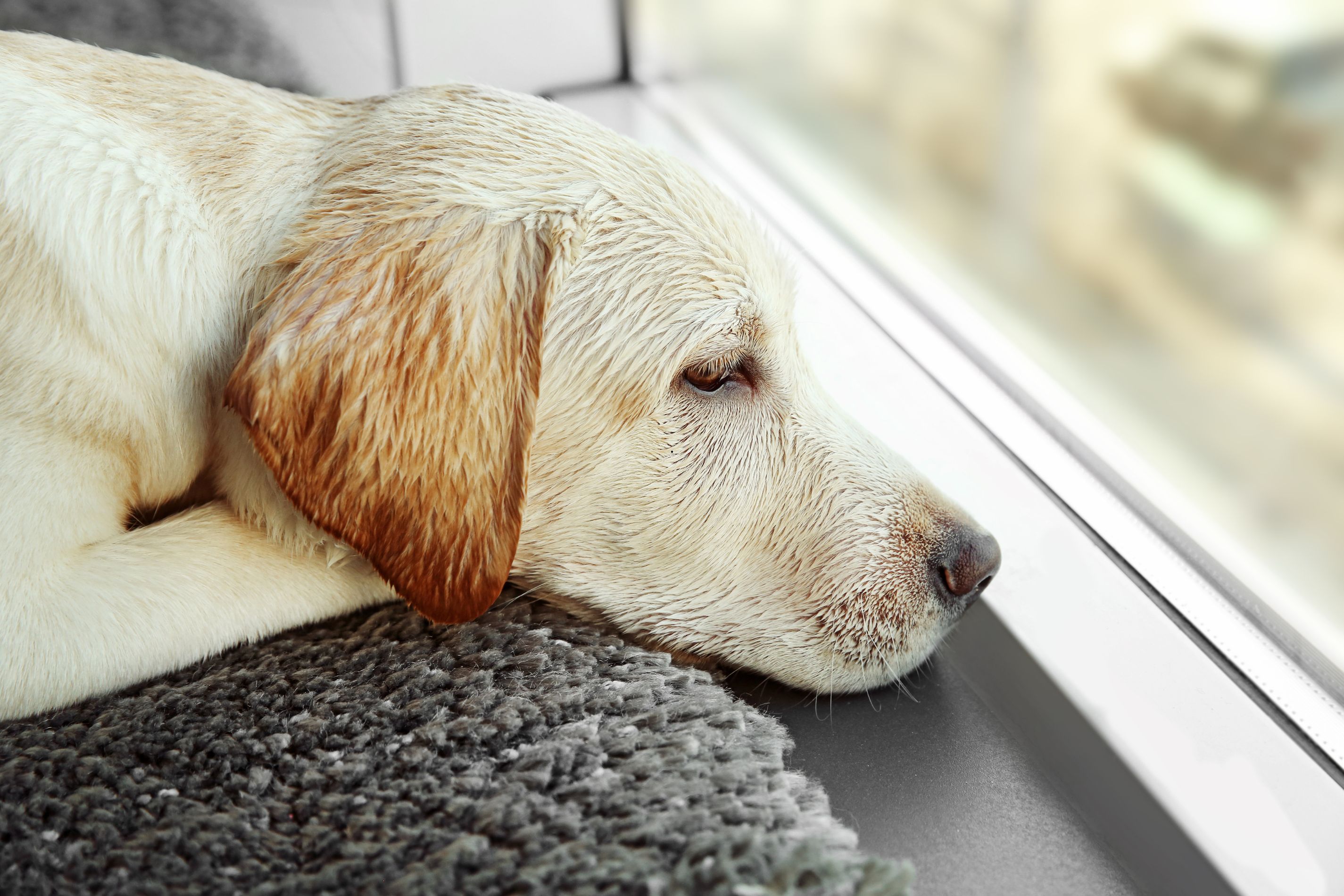 Anxious Dogs 2025: Here are 13 breeds of adorable dog that suffer from ...