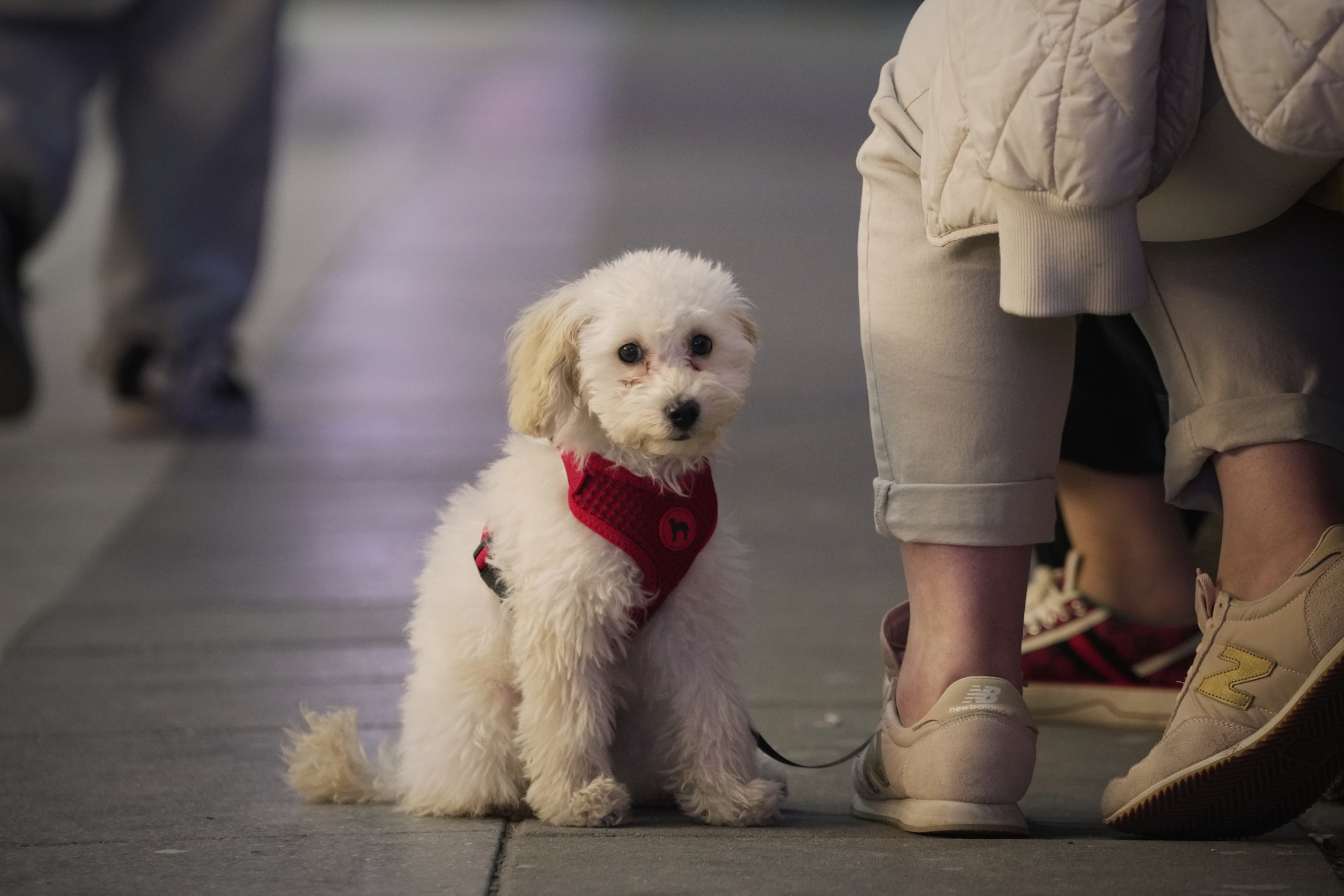 Common misconceptions about dogs, debunked