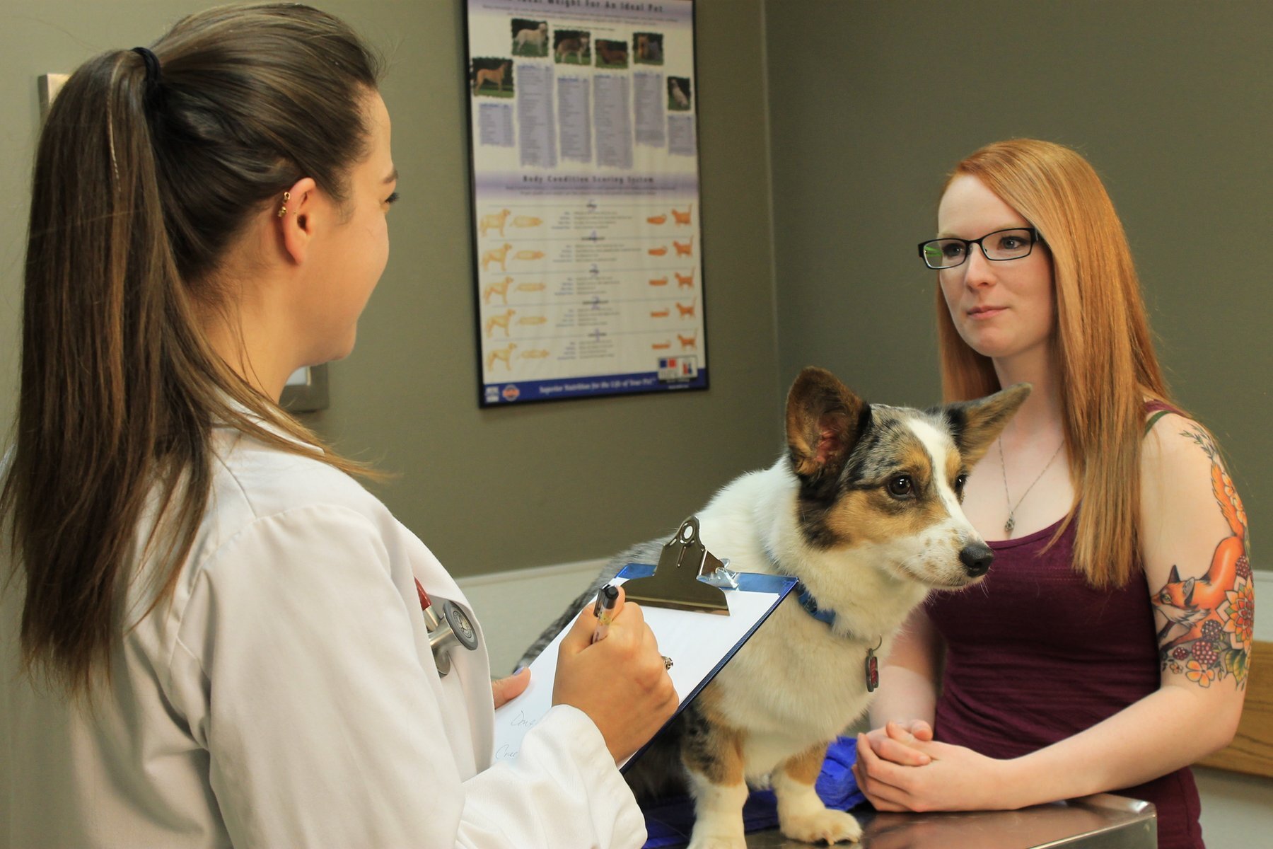 10 tips to avoid being fleeced at the vet